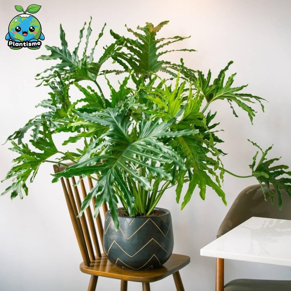 Jual Tanaman Hias – Tree Philodendron Thaumatophyllum bipinnatifidum ...