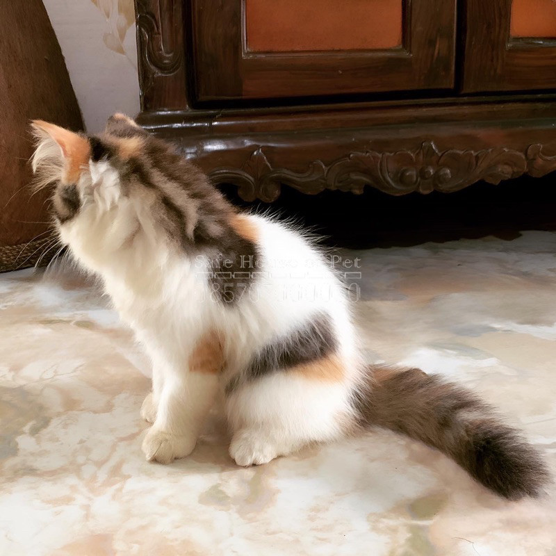 Jual #8 - Open Adopt / Lepas Adopsi - Kitten / Anak Kucing - Anggora ...
