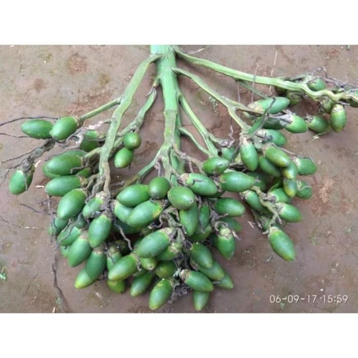 Jual Biji Buah pinang segar 1kg | Shopee Indonesia