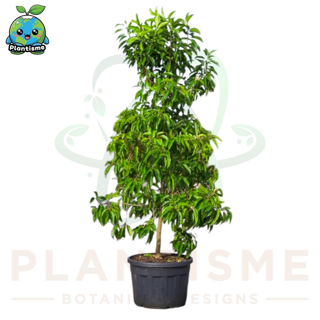 Jual Tanaman Hias – Bunga Kantil Cempaka Putih (Magnolia × alba) Pohon ...