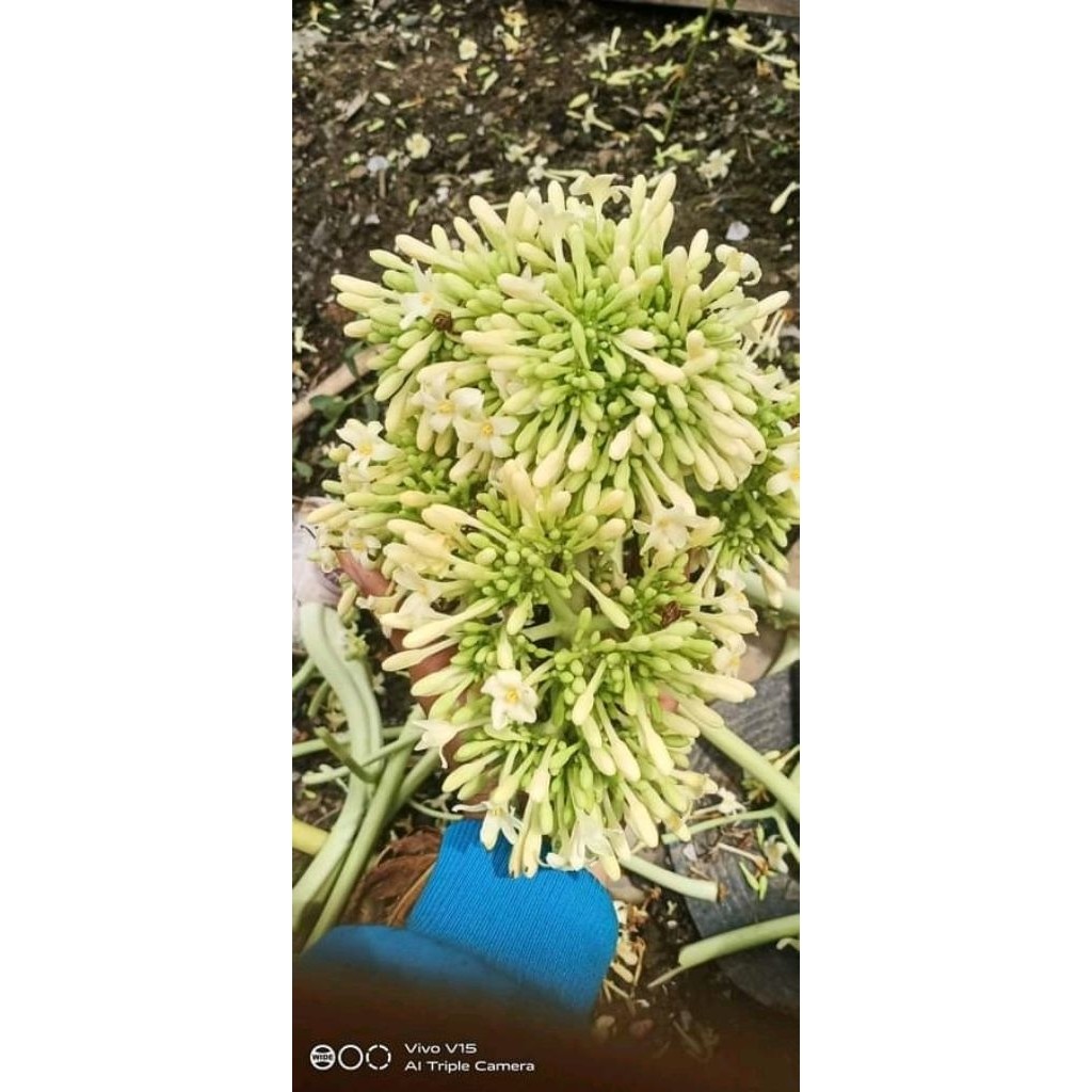 Jual 250 grm gedang gandul segar freshh dadakan | Shopee Indonesia