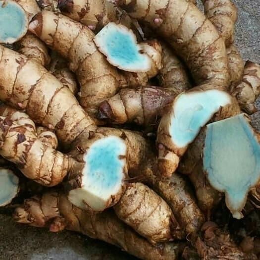 Jual temu hitam atau kunyit hitam temu ireng segar 1kg | Shopee Indonesia