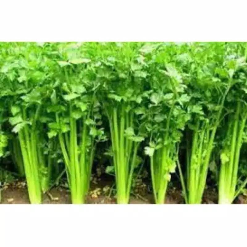 Jual Promo bibit tanaman langka Tespong(sladren) A.S I. Sejahtera ...