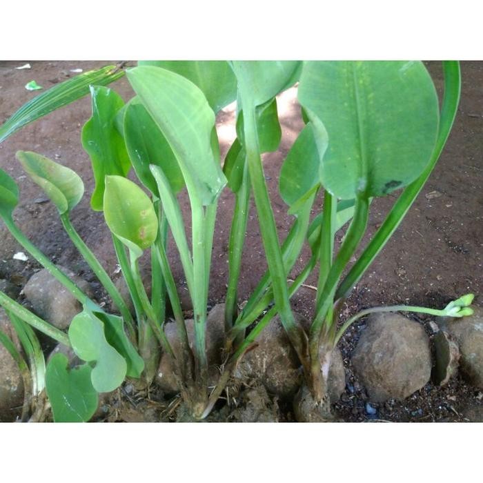 Jual promo Promo promo Bibit genjer gendot eceng sayur siap tanam ...