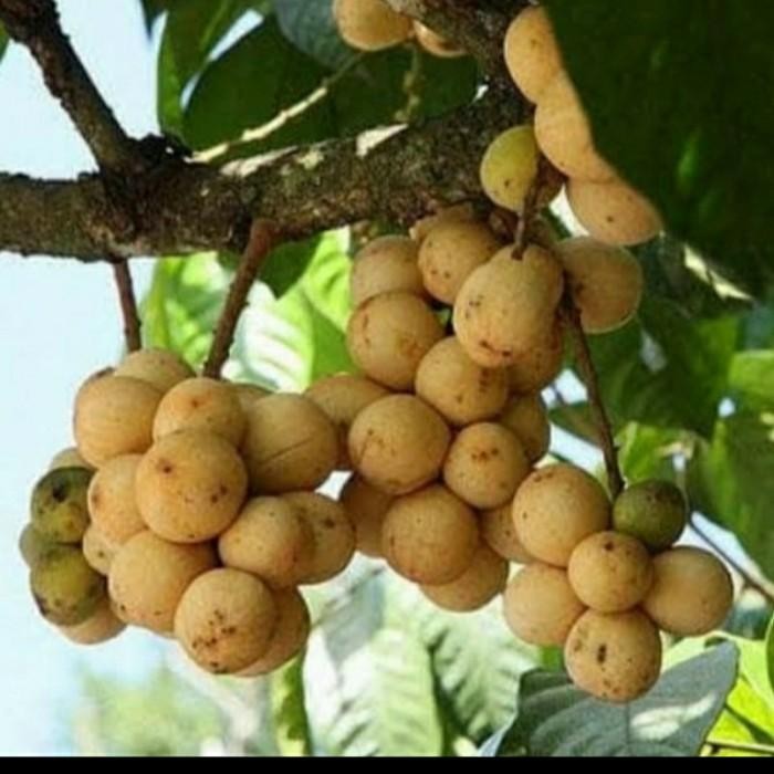 Jual BIBIT TANAMAN BUAH LANGSAT TANPA BIJI/ BIBIT LANGSAT/ BIBIT ...