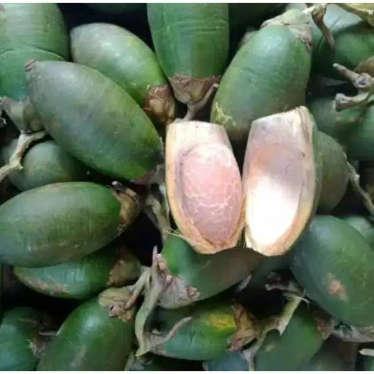 Jual Buah Pinang Muda Segar, Buah Pinang Jambe, Buah Pinang Muda 1 kg ...