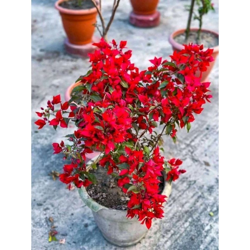 Jual ( BISA BAYAR DI TEMPAT ) Tanaman hias bugenvil berbagai warna ...
