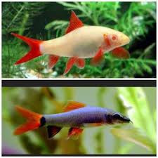 Jual Red Fin ( Cahaya aquatic ) | Shopee Indonesia
