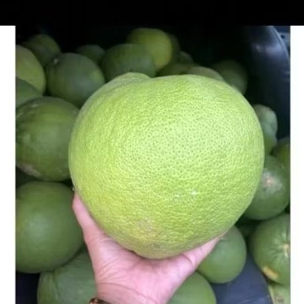 Jual Jeruk pamelo madu Buah jeruk Bali Merah Super Gede Jumbo terbaik ...