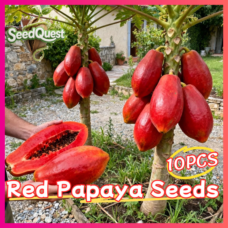 Jual 100% Legit High Yield Red Papaya benih Red Lady Dwarf Papaya benih ...