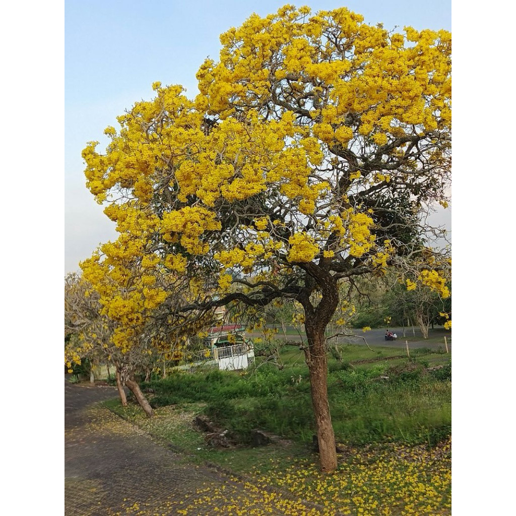 Jual TERMURAH!! pohon tabebuya bunga kuning 2 meter | Shopee Indonesia