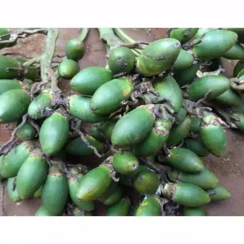 Jual BUAH PINANG MUDA | OBAT KUAT | JAMBE MUDA FRESH 250 Gram | Shopee ...