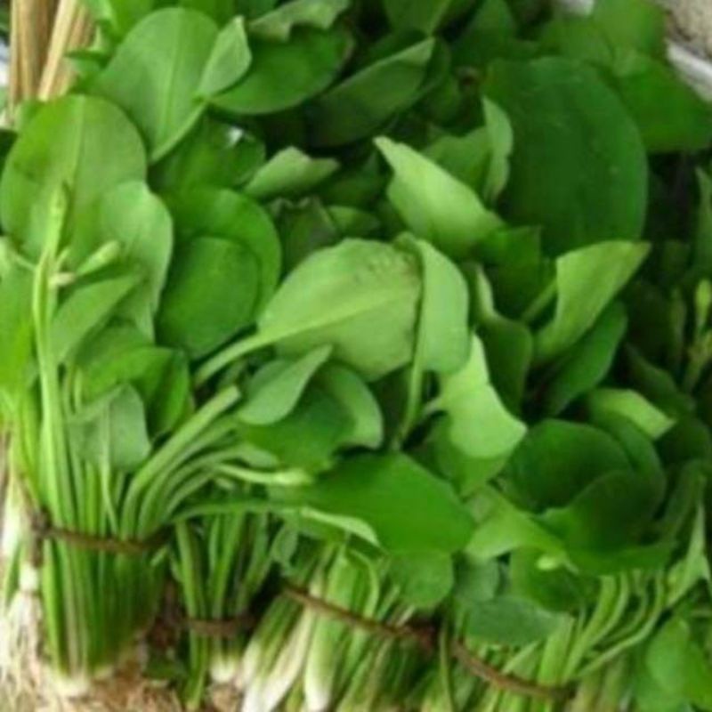 Jual Bibit genjer atau gendot segar Lokal_Jayaa | Shopee Indonesia