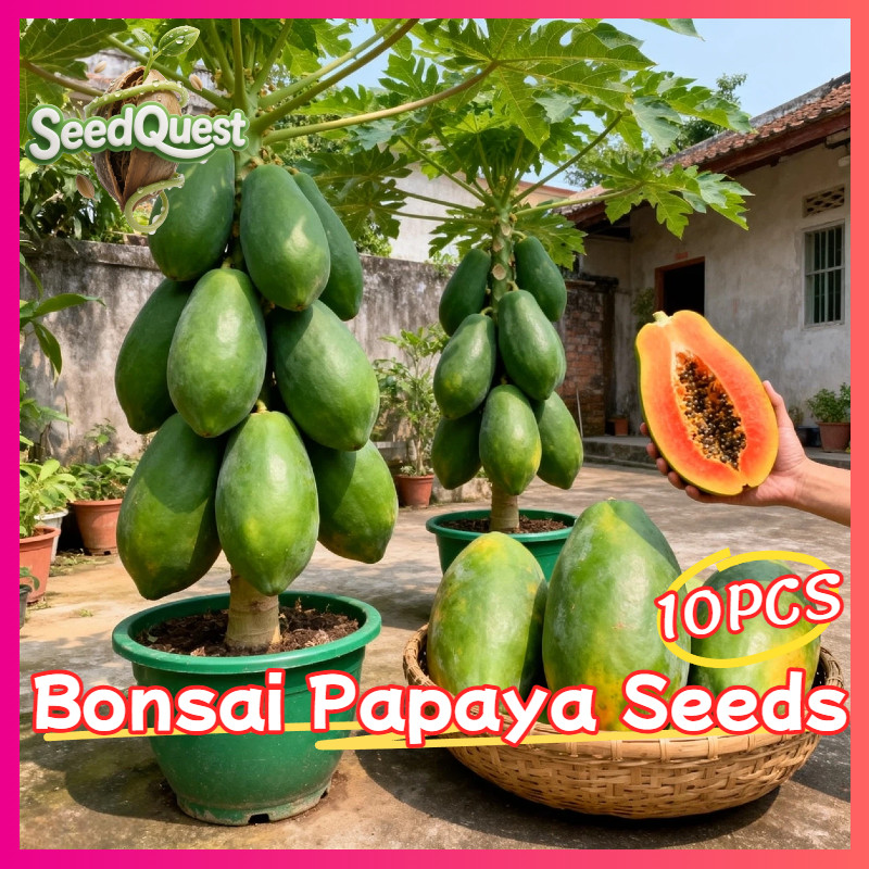 Jual 100% Legit Fresh Red Lady Dwarf Papaya benih PEPAYA Fruit Trees ...