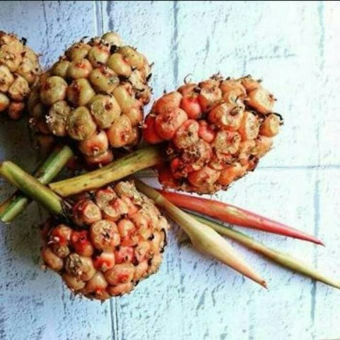 Jual Kecombrang atau buah combrang segar Nisa.store12 | Shopee Indonesia
