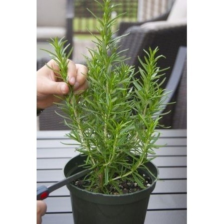Jual Tanaman Toga Rosemary Bumbu Dapur Kios Bunga Galaxy - Tanaman ...