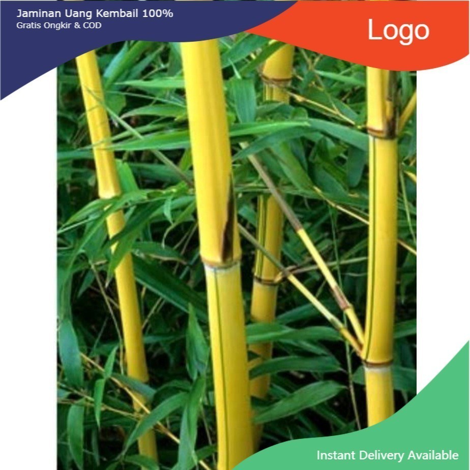 Jual Stek bambu kuning berkualitas(murah) 1 bibit bambu kuning siap ...