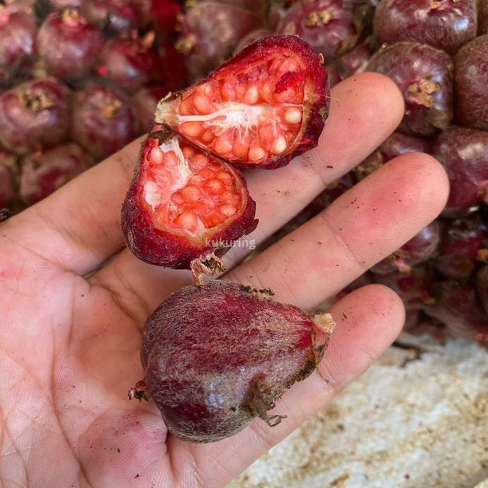Jual Honje Kecombrang merah Laka 1 Kg Segar Langsung Petani Jus honje ...