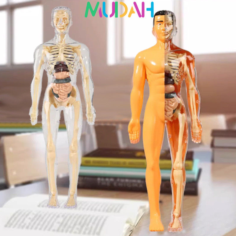 Jual Human Body Torso Model Anatomi Mainan 3D Praktek Dokter Organ ...