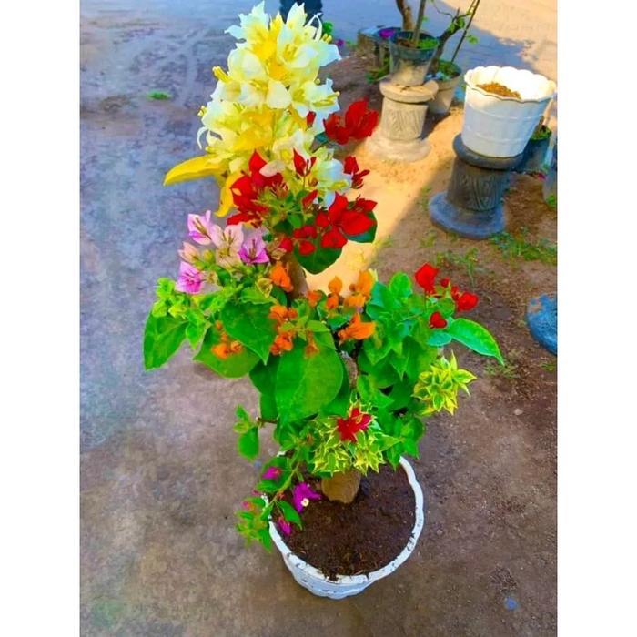 Jual Terlaris Tanaman Hias Bugenvil 3 Warna Ice Bunga Kertas