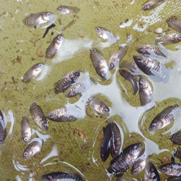 Jual PAKET HEMAT 20 ekorGURAME SOANG BERKUALITAS UKURAN KUACI+bonus ...
