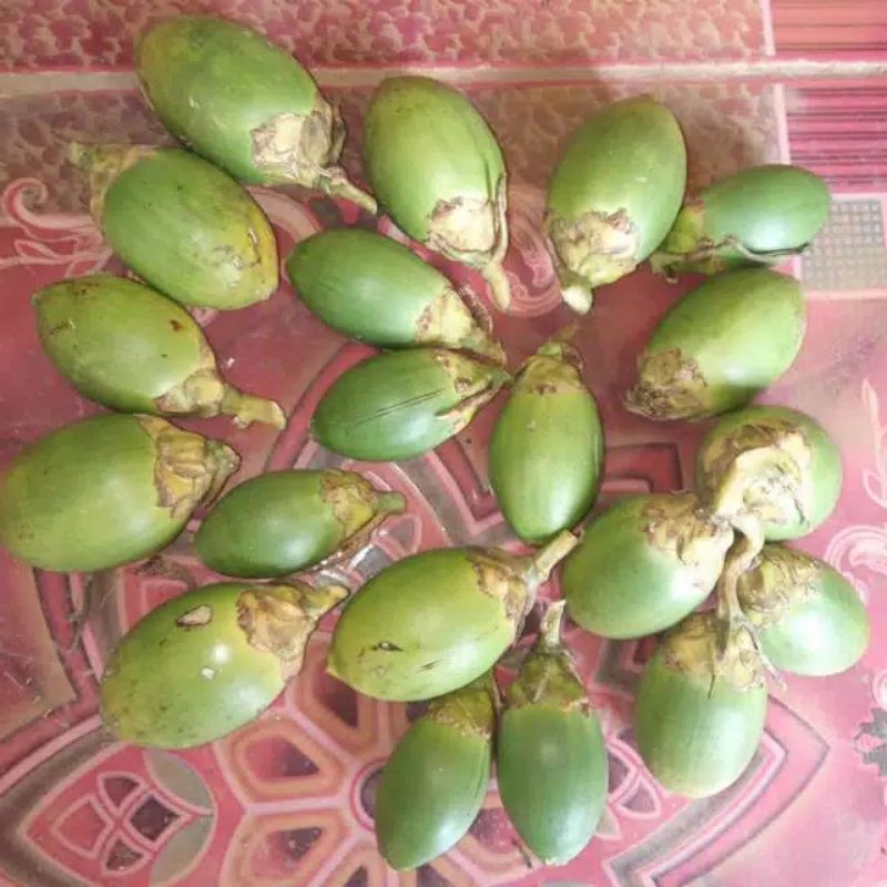 Jual BUAH PINANG MUDA | OBAT KUAT | JAMBE MUDA FRESH 250 Gram | Shopee ...