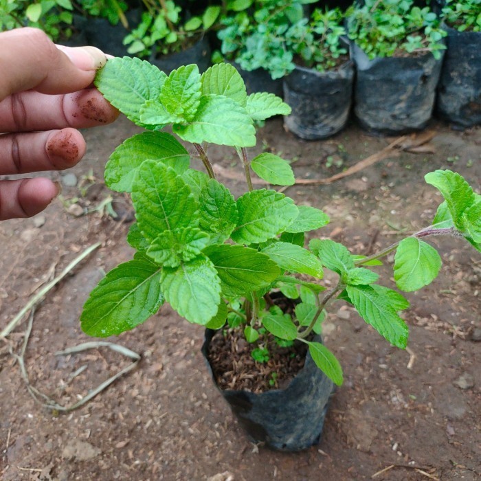 Jual Bibit Tanaman Pohon Cincau Hitam Tanaman Herbal Multifungsi Bahan ...