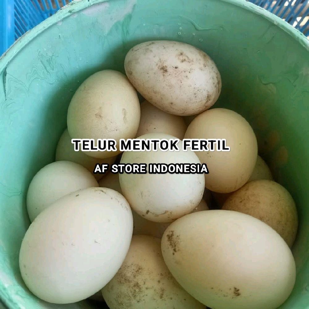 Jual TELUR ENTOG FERTIL 10 Butir - TELUR MENTOK FRESH BISA DITETASKAN ...