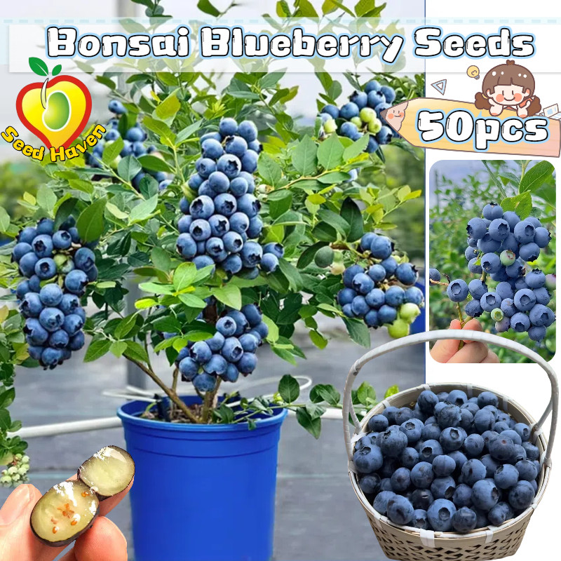 Jual 100pcs/pack Bonsai Blueberry benih for Sale Dwarf Blueberry Seeds ...