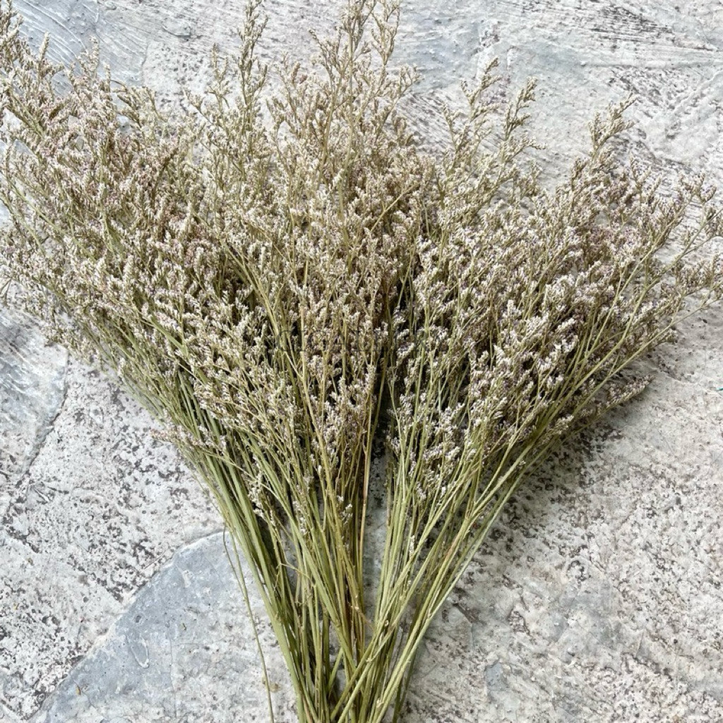 Jual CIGALLERY BUNGA CASPEA DRIED FLOWER 1 IKAT | Shopee Indonesia