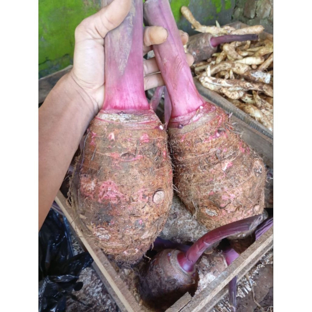 Jual Ubi Talas Ungu Pratama Segar Perkilo | Shopee Indonesia