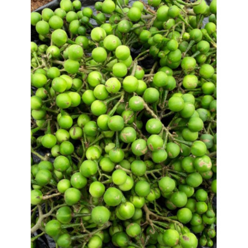 Jual Buah Takokak Segar Buah Cepokak Buah Rimbang 250gram | Shopee ...