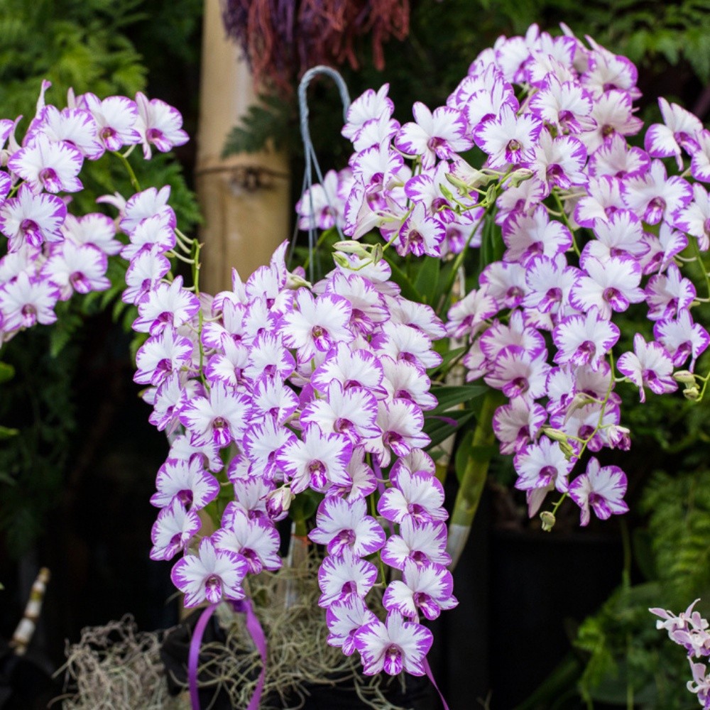 Jual Anggrek Dendrobium Bulat Dewasa siap berbunga Dewasa | Shopee ...