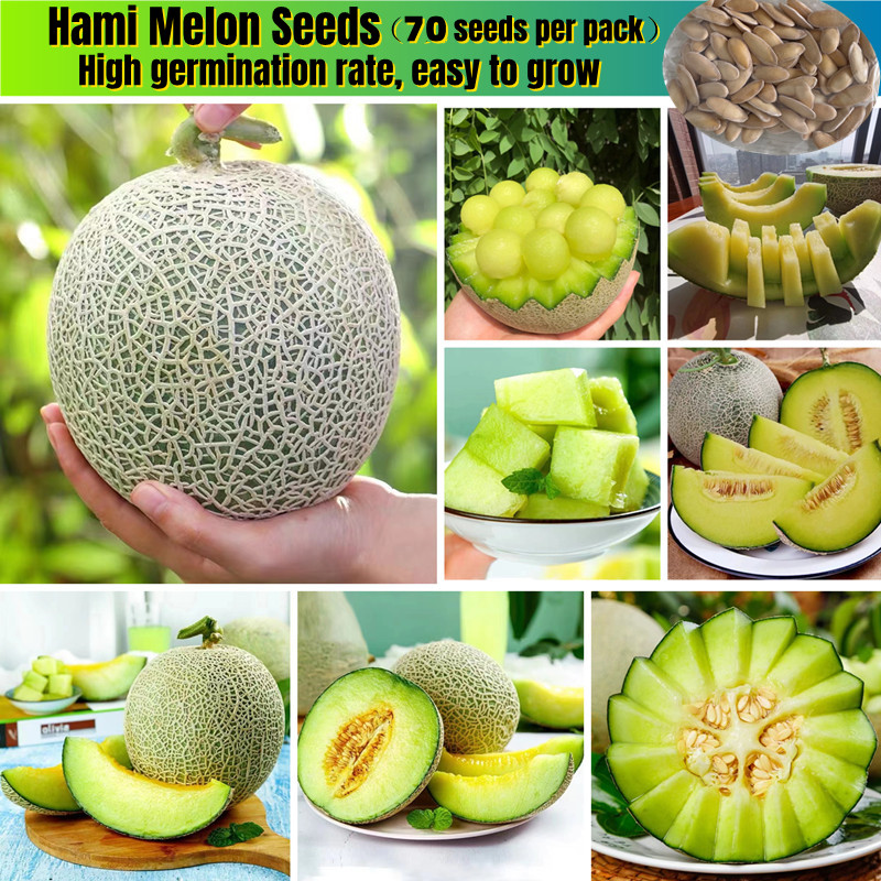 Jual High Yielding Variety Hami Melon benih HONEY MELON (30 biji) Sweet ...