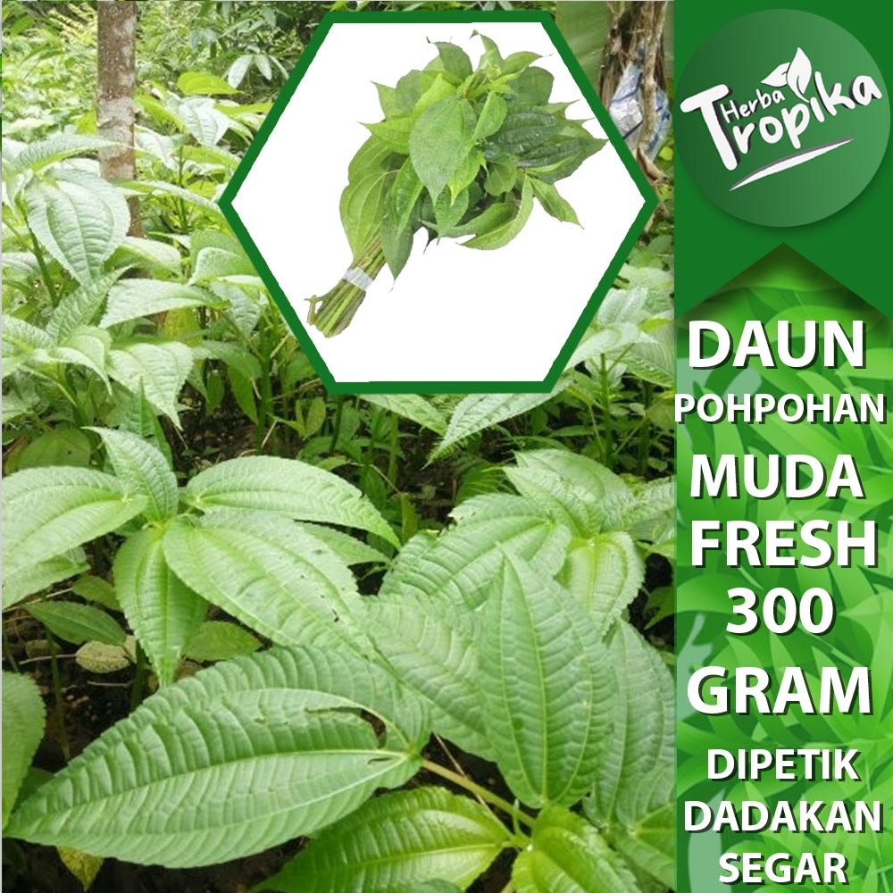 Jual Daun Pohpohan Sayur lalapan Segar 1 ikat 300 gram toko herba ...