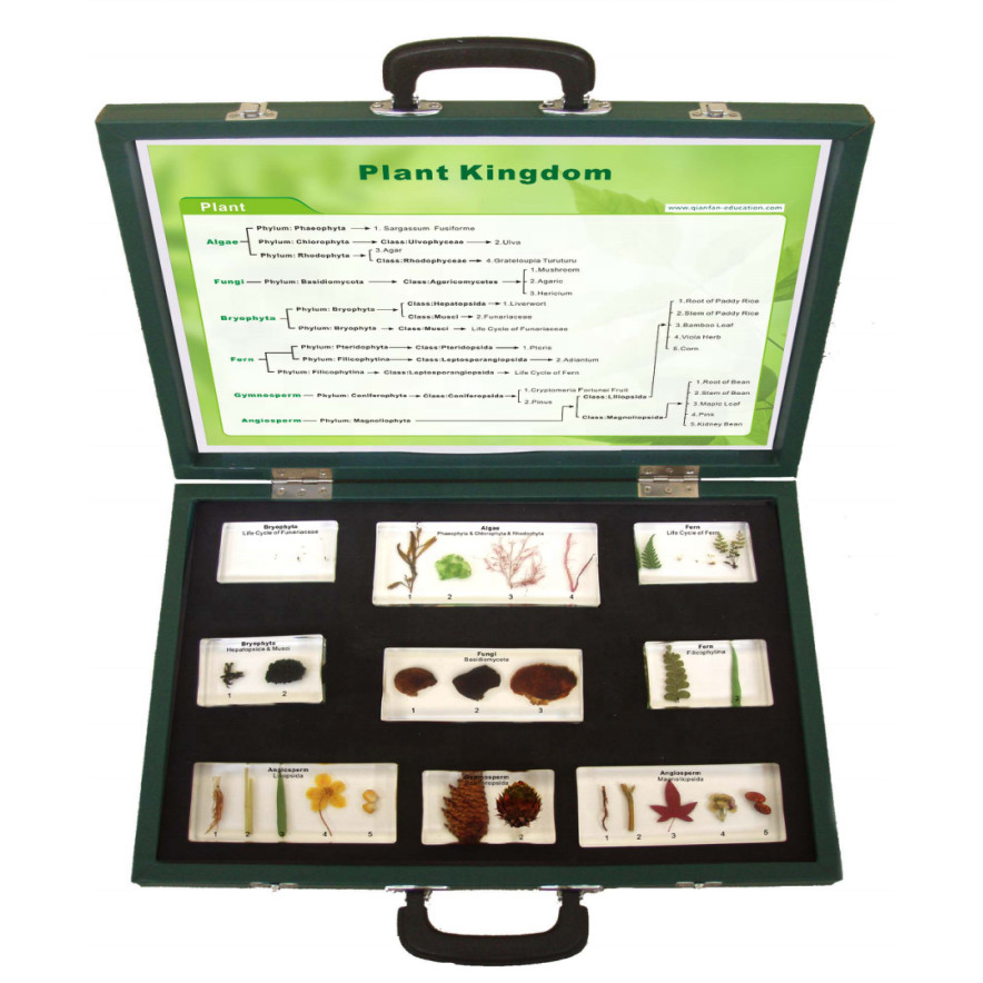 Jual Natural Plants in Resin Set Teaching Tools Plant Kingdom Kits ...