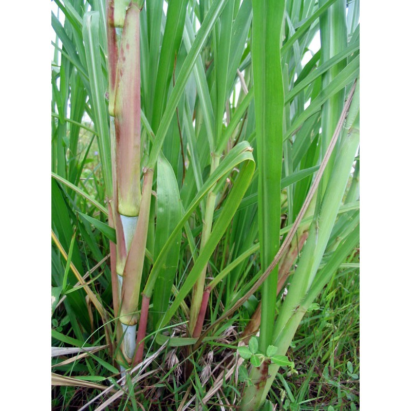 Jual .Rumput Ingres, Rumput Pakcong Bibit, Rumput Pakan Ternak, Rumput ...