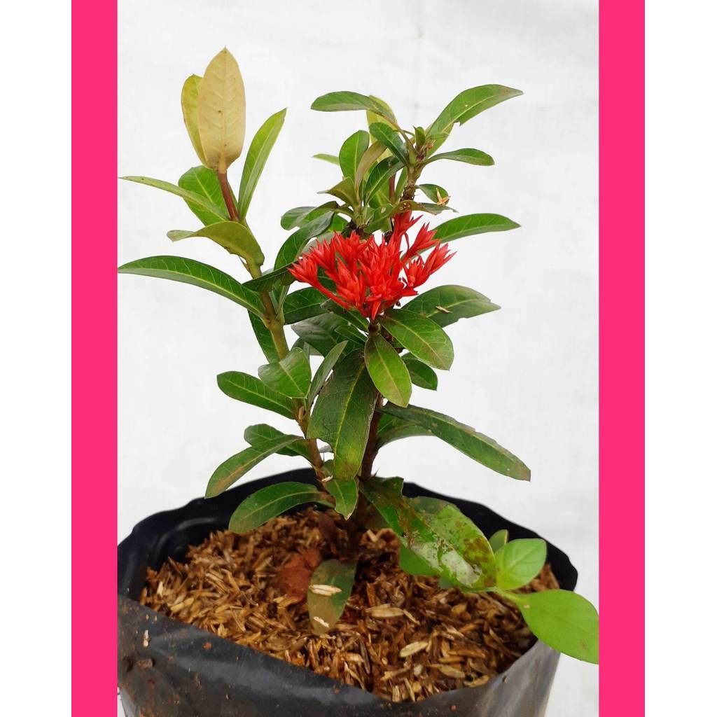 Jual Tanaman hias Soka india bunga merah/Tanaman Hias soka/ pohon soka ...