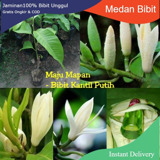 Jual BUNGA KANTIL PUTIH | Berbunga di Dalam Pot | jaminan cepat ...