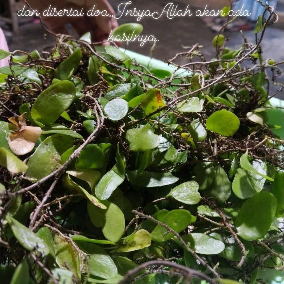 Jual Daun Sisik Naga Segar / Daun Picisan 500 Gram Herbal - Pyrrosia ...