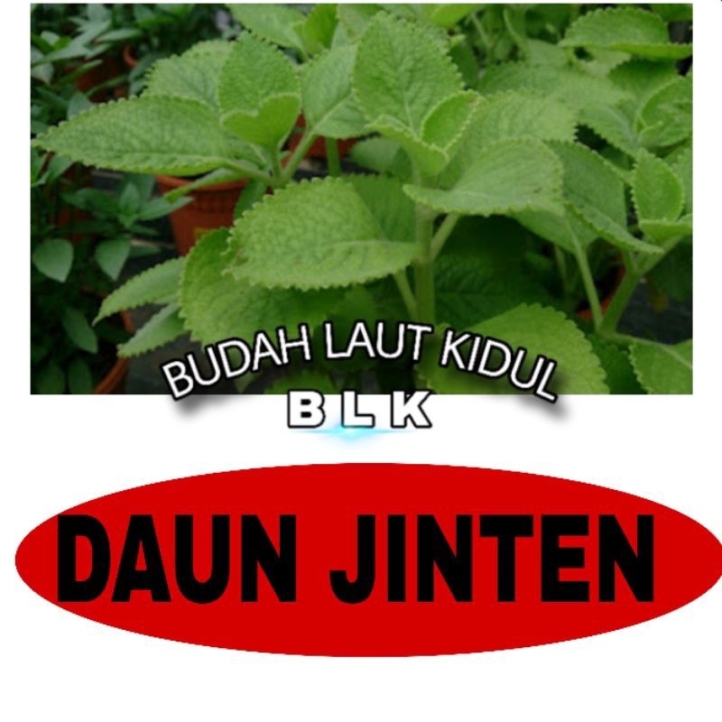 Jual Daun jinten fresh | daun jinten fresh | 1pcs = 400 gram - b.b.b ...