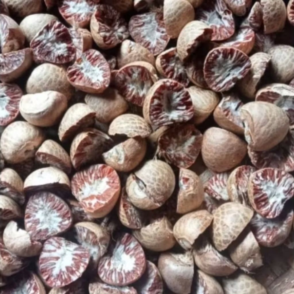 Jual Paket Hemat Pinang Kering Super 1Kg – Biji Pinang Tradisional ...