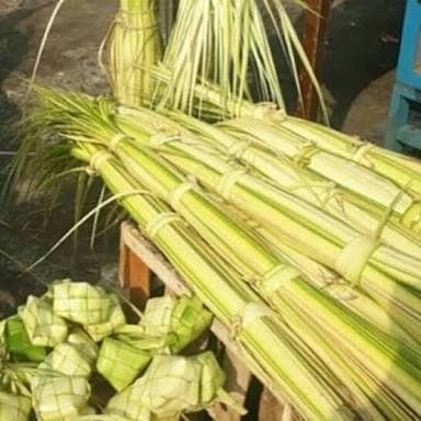 Jual Promo COD Janur kelapa atau daun kelapa muda K.H.O | Shopee Indonesia