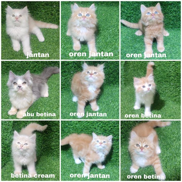 Jual Jual Kitten Persia Anak Kucing Angora Flatnose - 1 Ekor Kucing ...