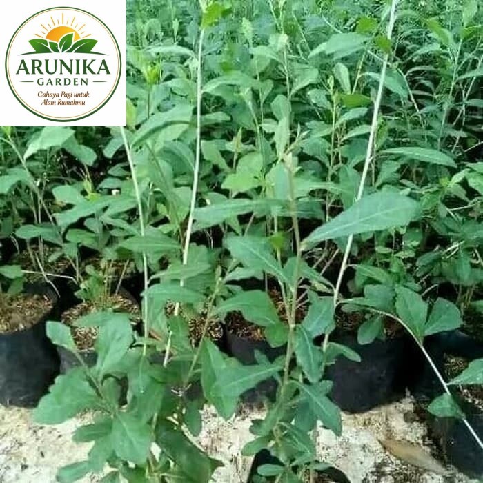 Jual ~ Tanaman Menjuntai Li Kwan yu atau Lee kwan yew tinggi 60-100cm ...