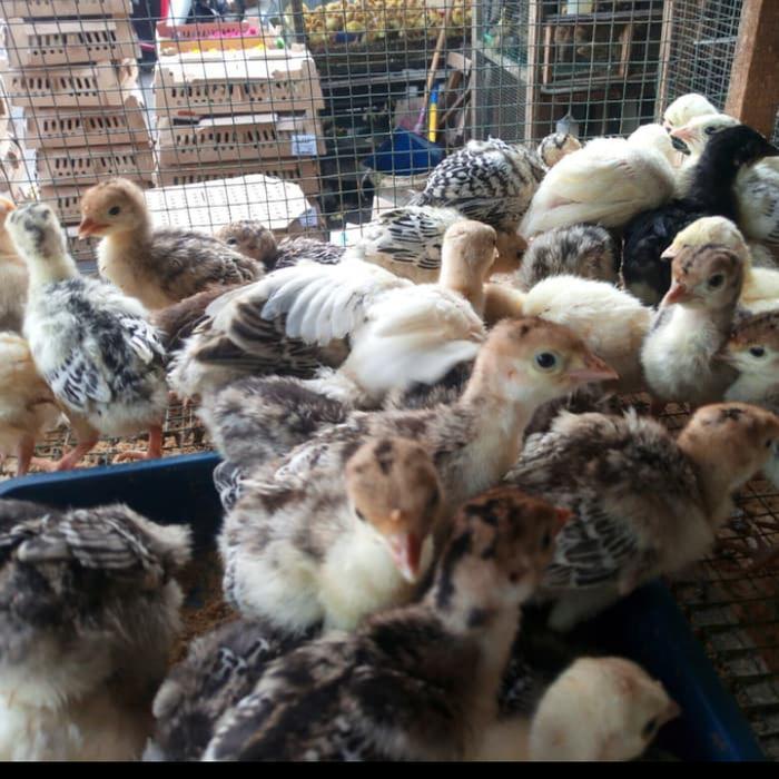 Jual kalkun - anak ayam kalkun - kalkun hidup - bibit ayam kalkun ...