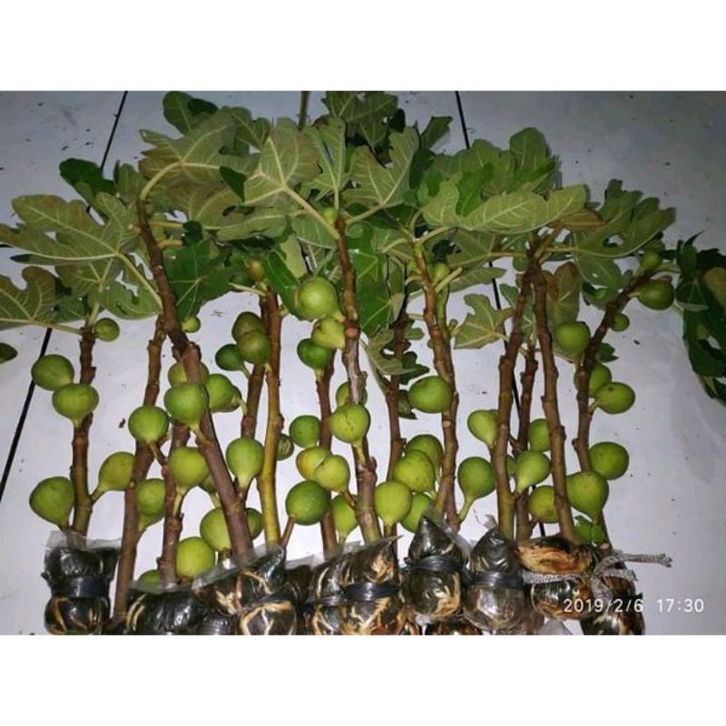 Jual Bibit Buah Tin Super Jumbo Hasil Okulasi Cepat Berbuah Cocok Di ...
