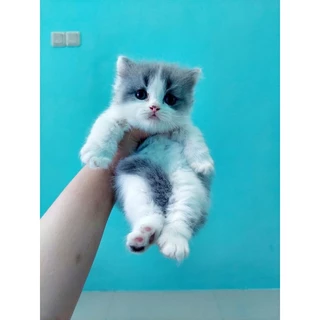 Jual Kucing BSH Terlengkap & Harga Terbaru Januari 2026 | Shopee Indonesia