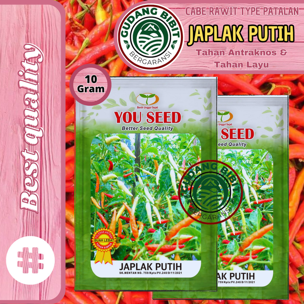 Jual Benih Bibit Biji Cabe Rawit putih JAPLAK PUTIH 10g Cap You seed ...