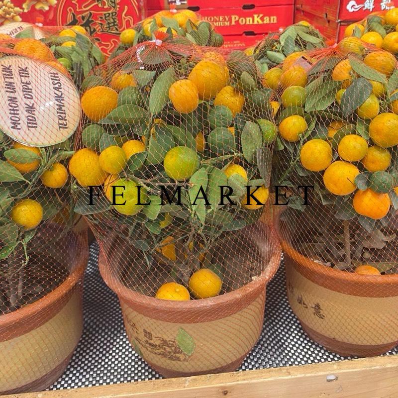 Jual Pohon Jeruk Imlek Meja Utuh / Jeruk Imlek Pohon Size Mini / 1 Pcs ...